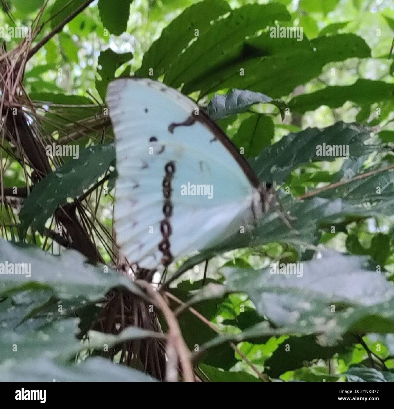 Epistrophus White Morpho (Morpho epistrophus Stock Photo - Alamy