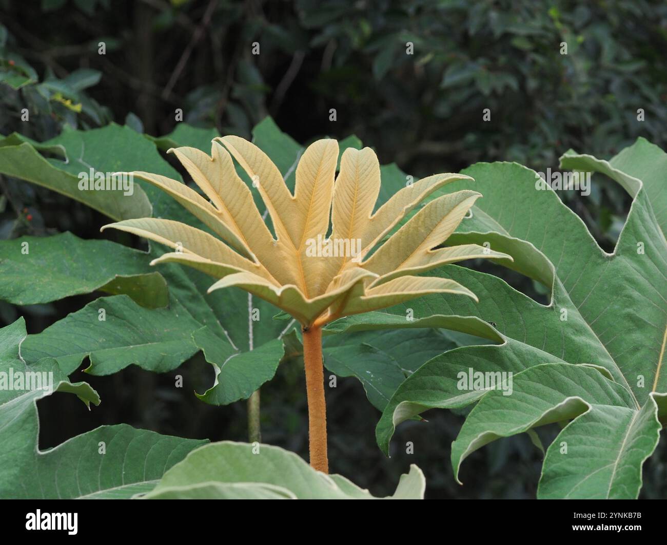 Rice paper plant (Tetrapanax papyrifer Stock Photo - Alamy