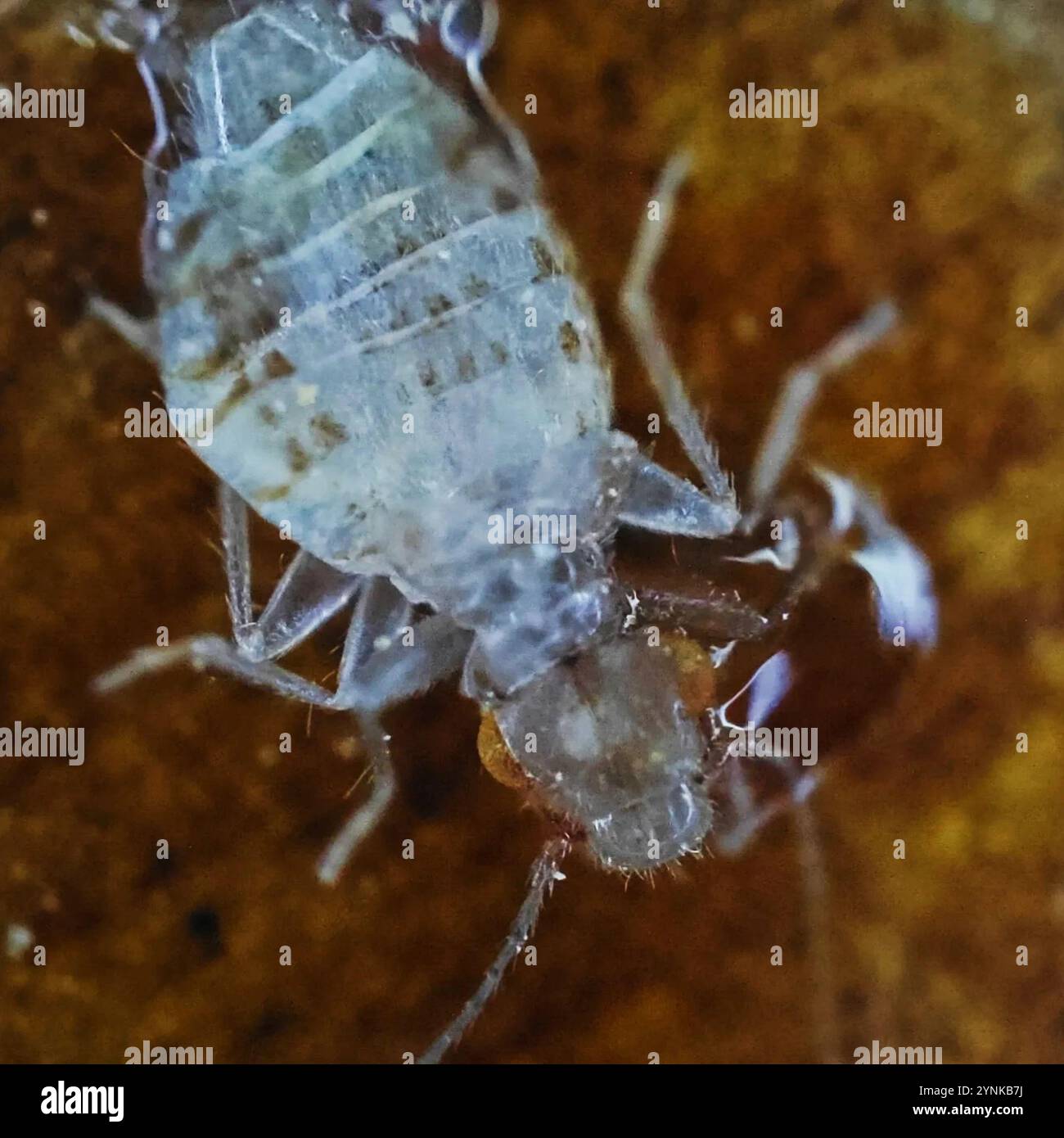 Trogium pulsatorium hi-res stock photography and images - Alamy