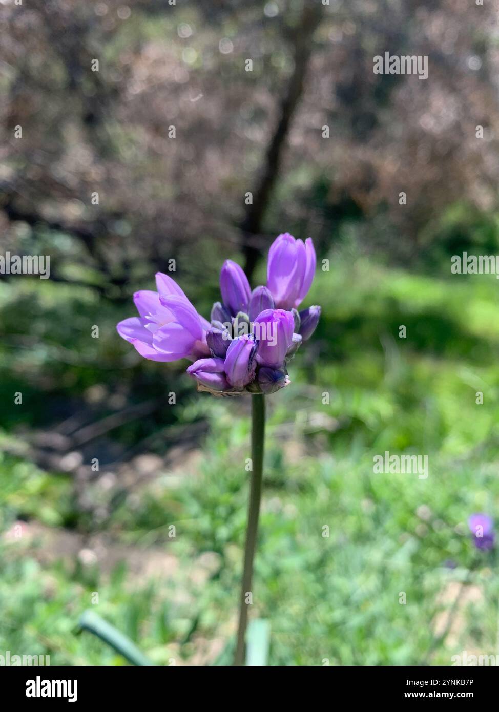 (Dipterostemon capitatus capitatus Stock Photo - Alamy