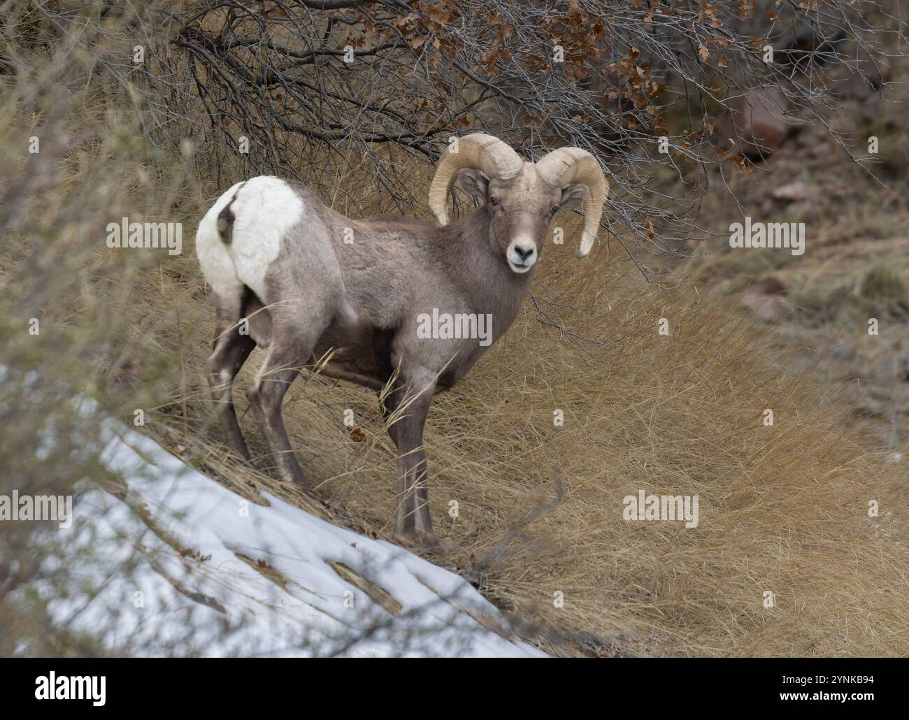 Bighorn sheep in Waterton Canyon Colorado Stock Photo - Alamy