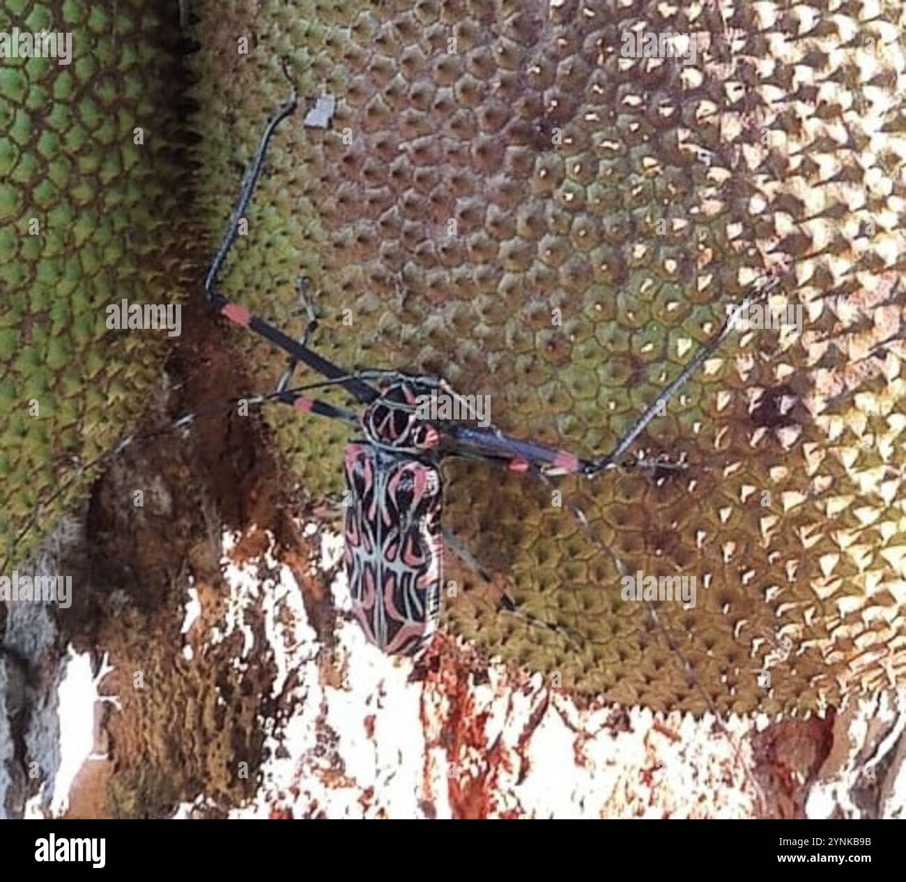 Harlequin Beetle (Acrocinus longimanus Stock Photo - Alamy