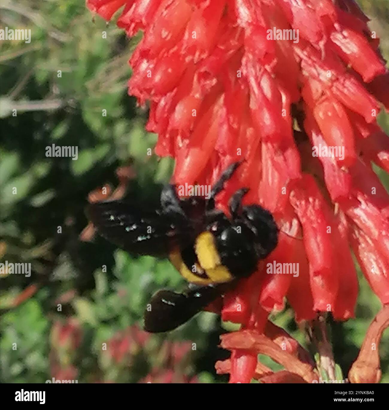 Double-banded Carpenter Bee (Xylocopa caffra Stock Photo - Alamy