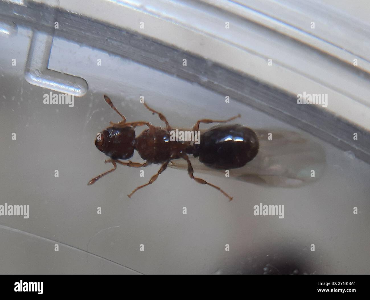 Big-headed Ants (Pheidole Stock Photo - Alamy