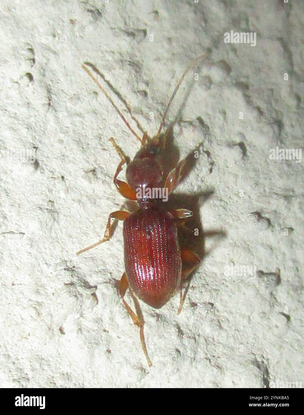 Apotomus hi-res stock photography and images - Alamy