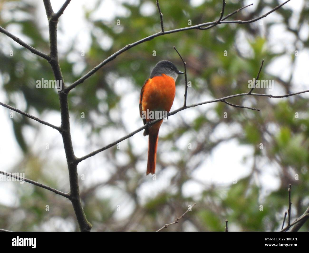 Pericrocotus solaris hi-res stock photography and images - Alamy