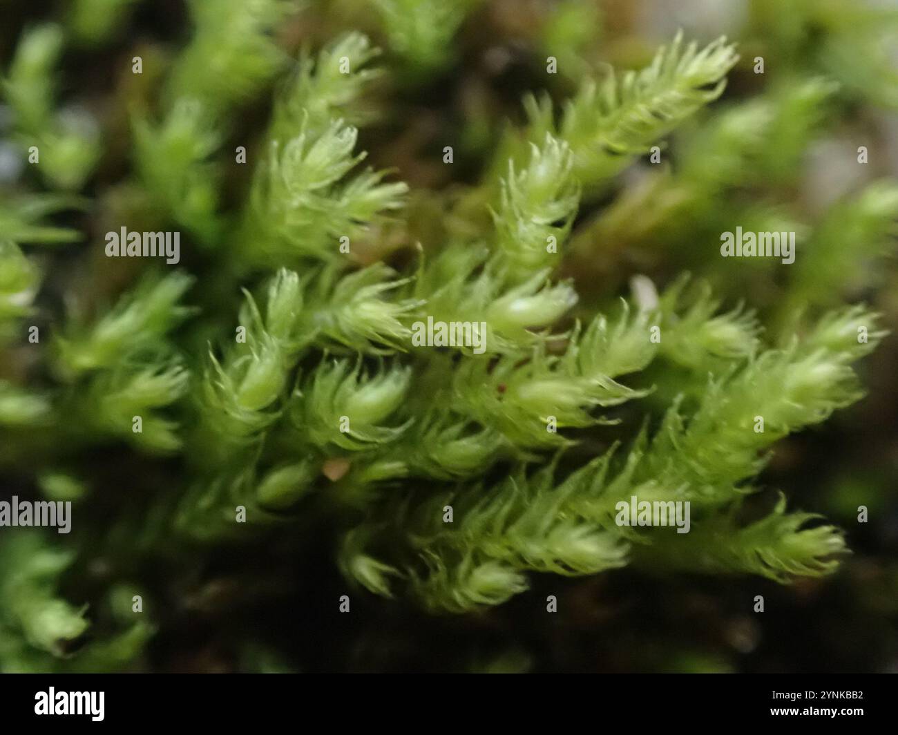 Whipple's claopodium moss (Claopodium whippleanum Stock Photo - Alamy