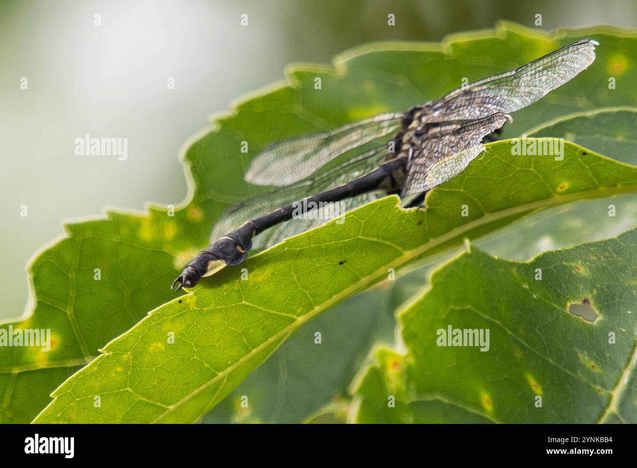 Cobra Clubtail (Gomphurus vastus Stock Photo - Alamy