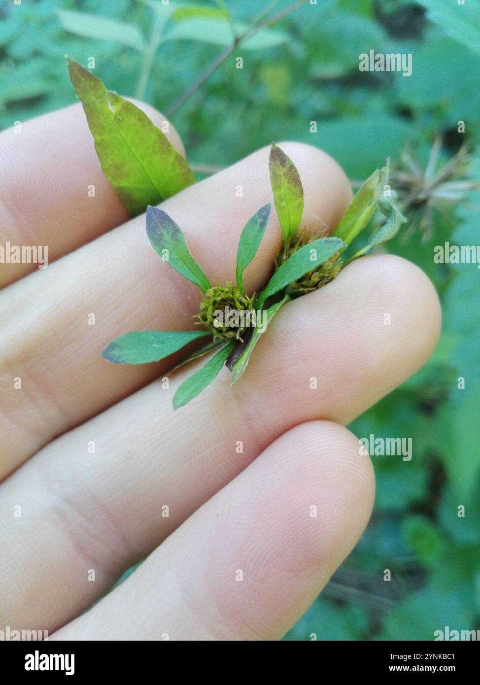 Devil's Beggarticks (Bidens frondosa Stock Photo - Alamy