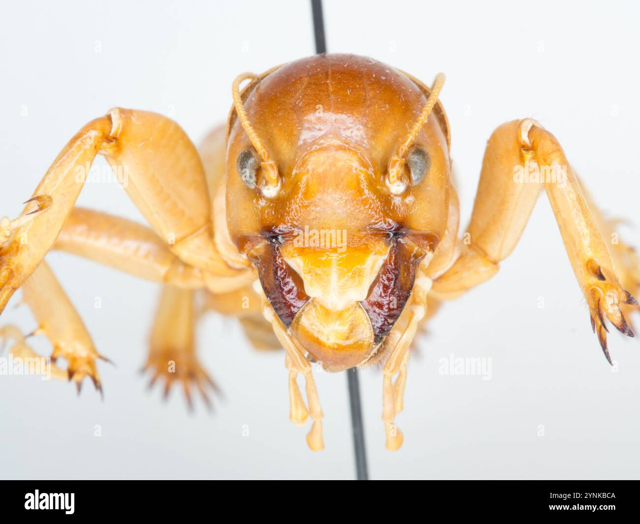 Jerusalem cricket hi-res stock photography and images - Alamy