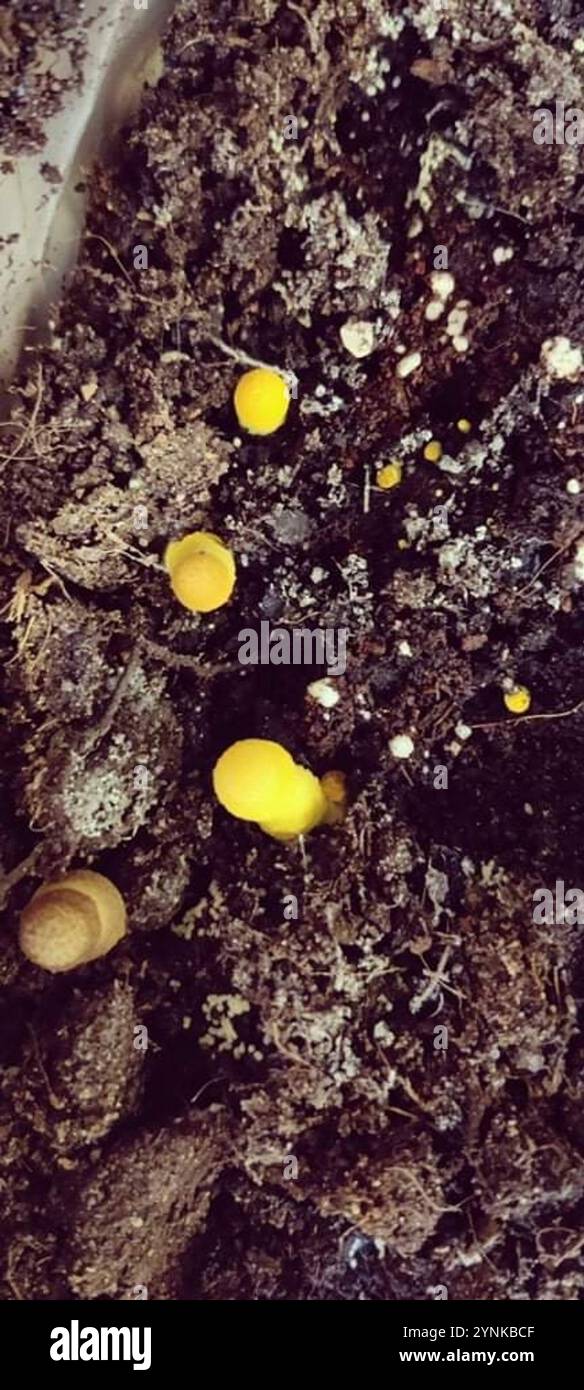 flowerpot parasol (Leucocoprinus birnbaumii Stock Photo - Alamy