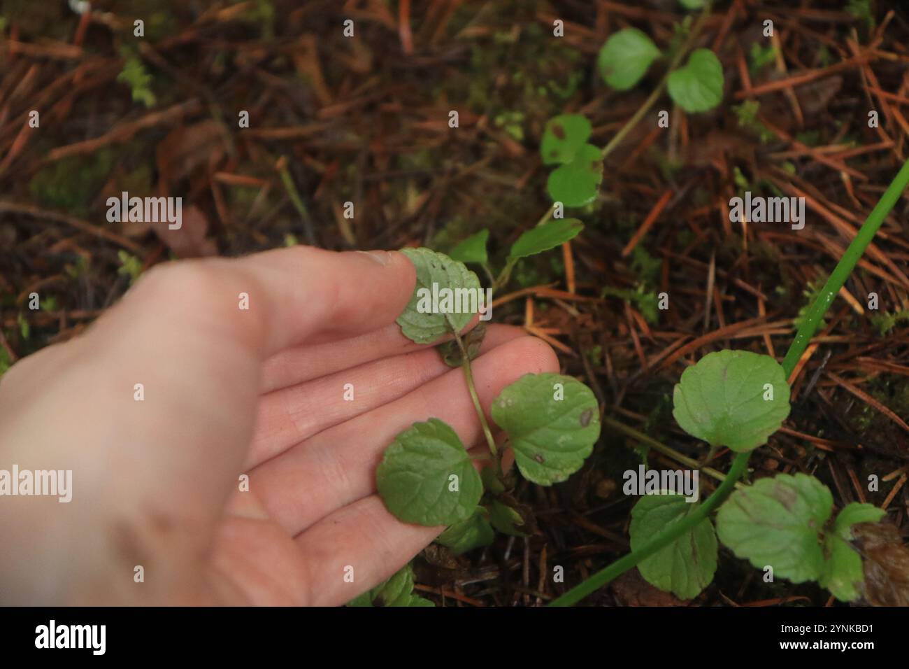 yerba buena (Clinopodium douglasii Stock Photo - Alamy