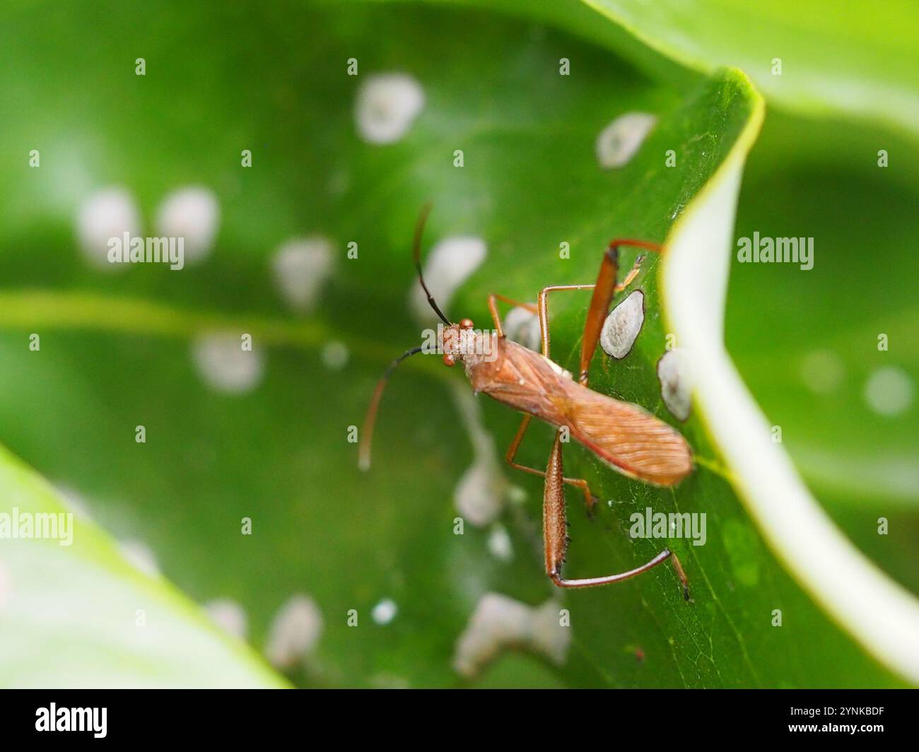 Riptortus hi-res stock photography and images - Alamy