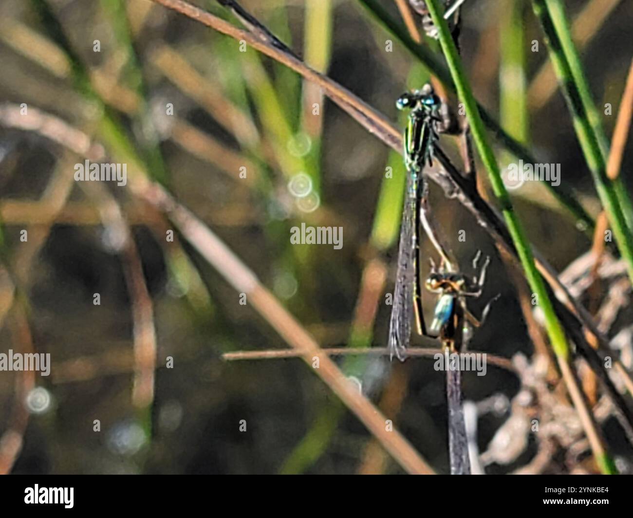 Ramburii ramburii hi-res stock photography and images - Alamy
