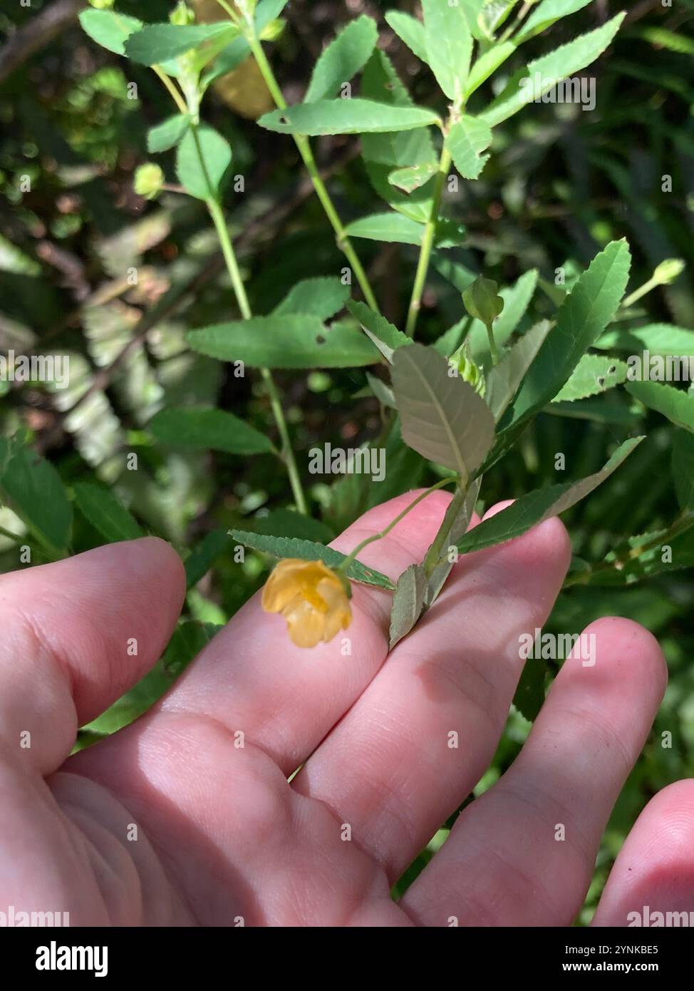 Cuban jute (Sida rhombifolia Stock Photo - Alamy