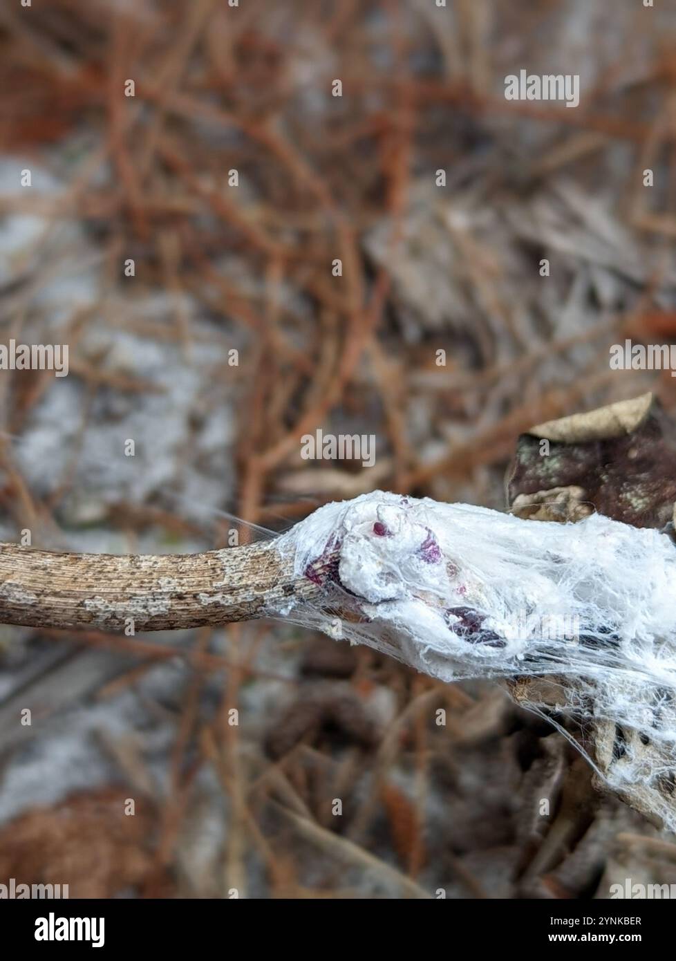 American cochineal bug (Dactylopius confusus Stock Photo - Alamy