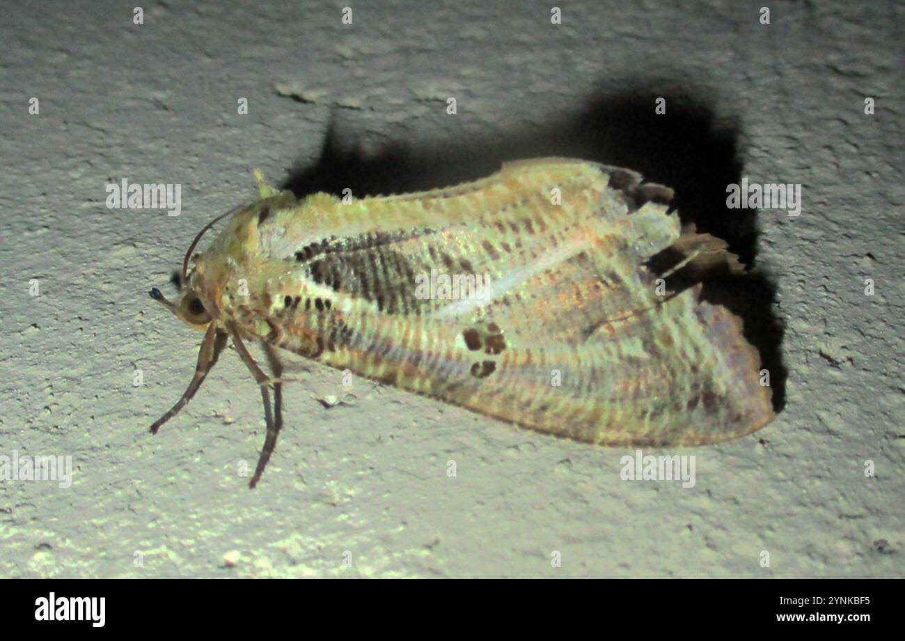 Dot-underwing Moth (Eudocima materna Stock Photo - Alamy