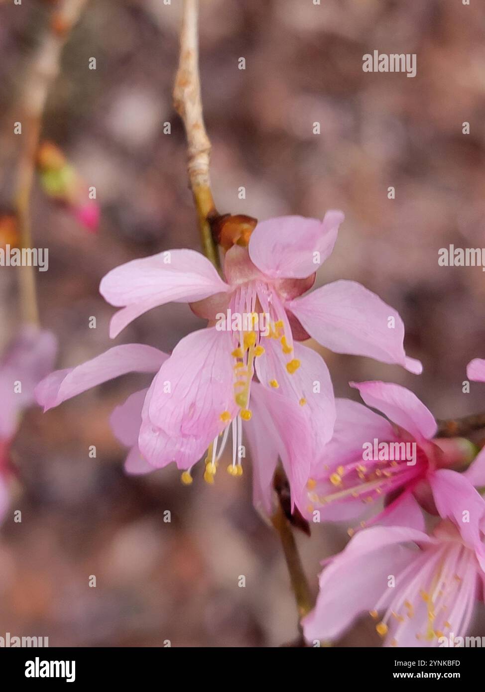 Rosebud Cherry (Prunus × subhirtella Stock Photo - Alamy