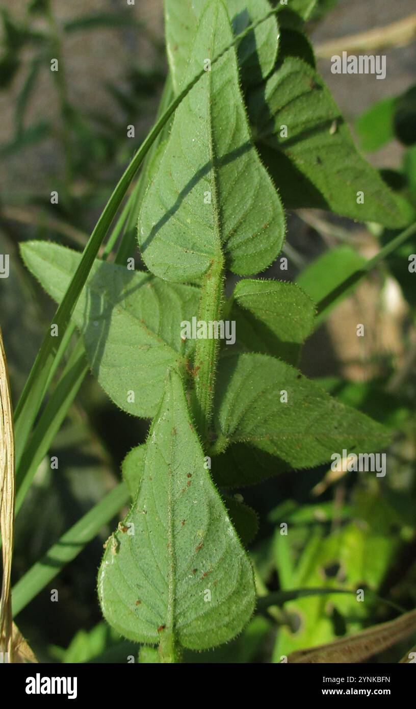 Singleleaf Spindlepod (Cleome monophylla Stock Photo - Alamy