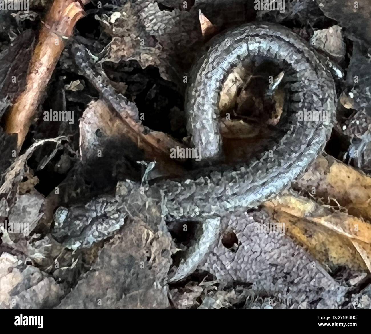 California Slender Salamander (Batrachoseps attenuatus Stock Photo - Alamy
