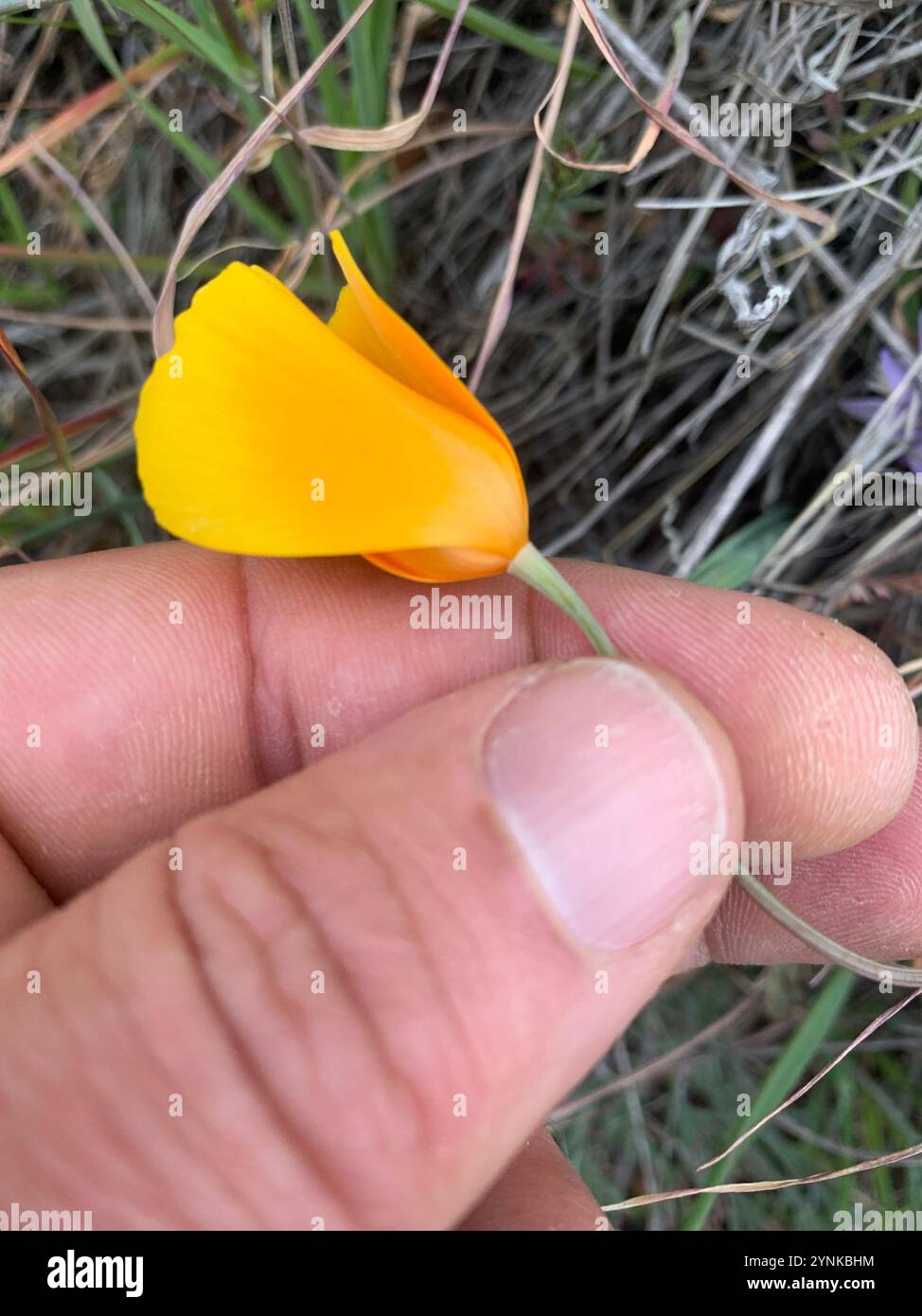 Tufted Poppy (Eschscholzia caespitosa Stock Photo - Alamy