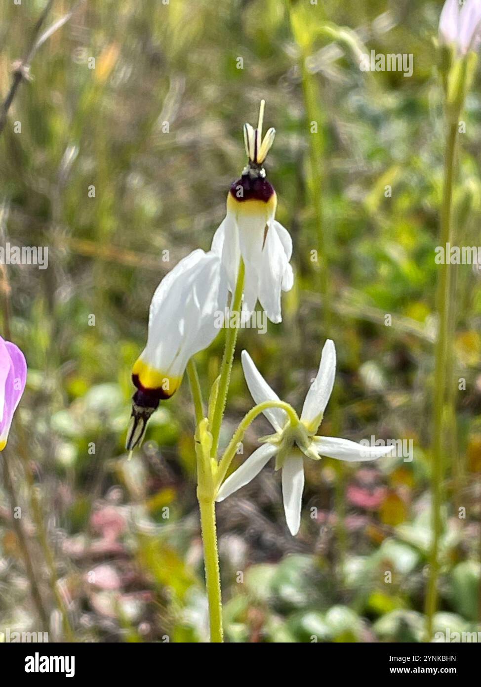 Padre's Shooting Star (Primula clevelandii Stock Photo - Alamy