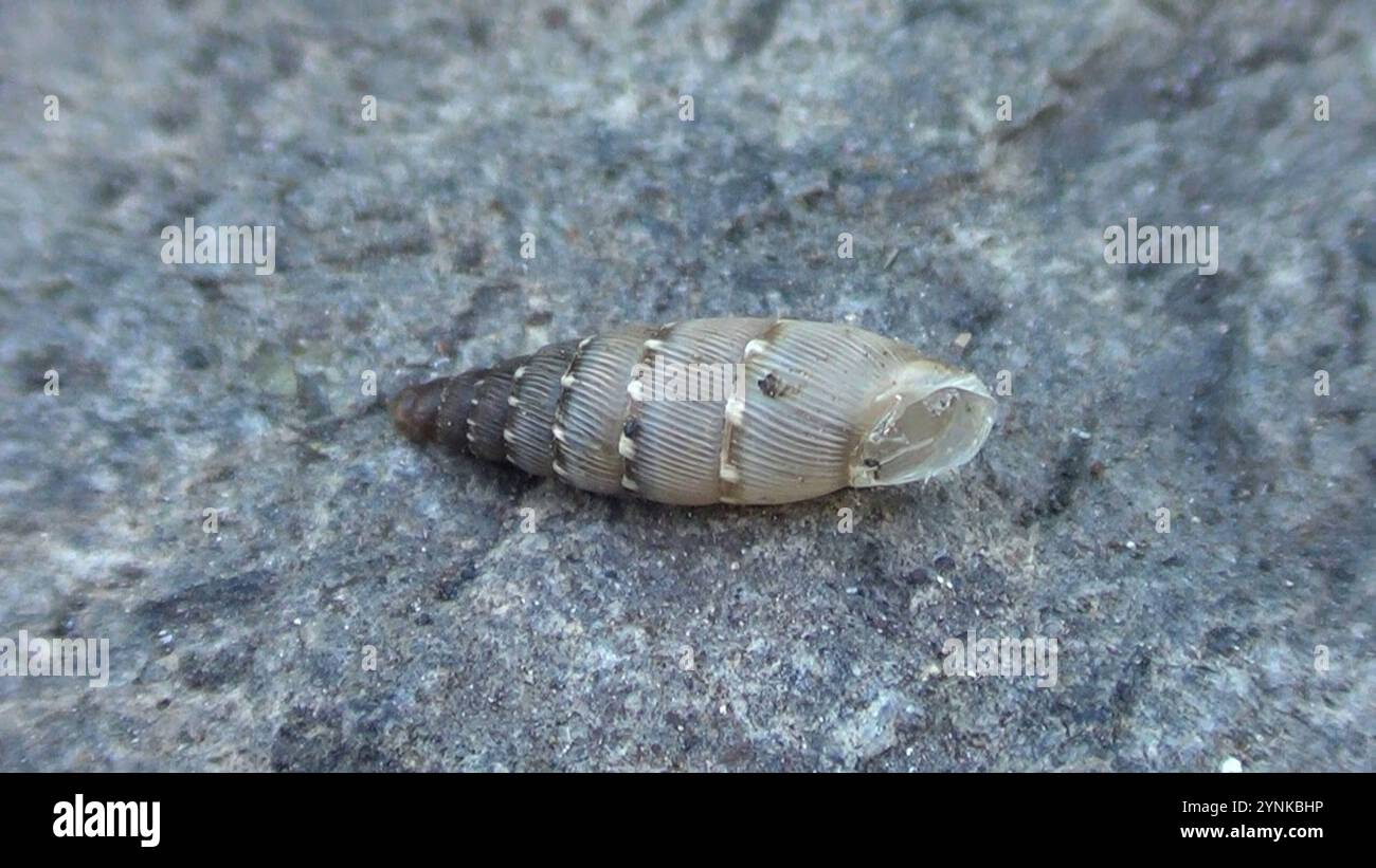 Papillifera papillaris hi-res stock photography and images - Alamy