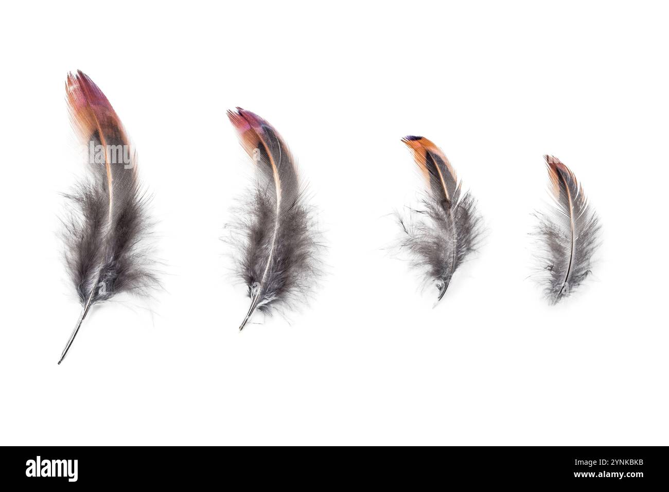 bird feather isolated on white background Stock Photo - Alamy