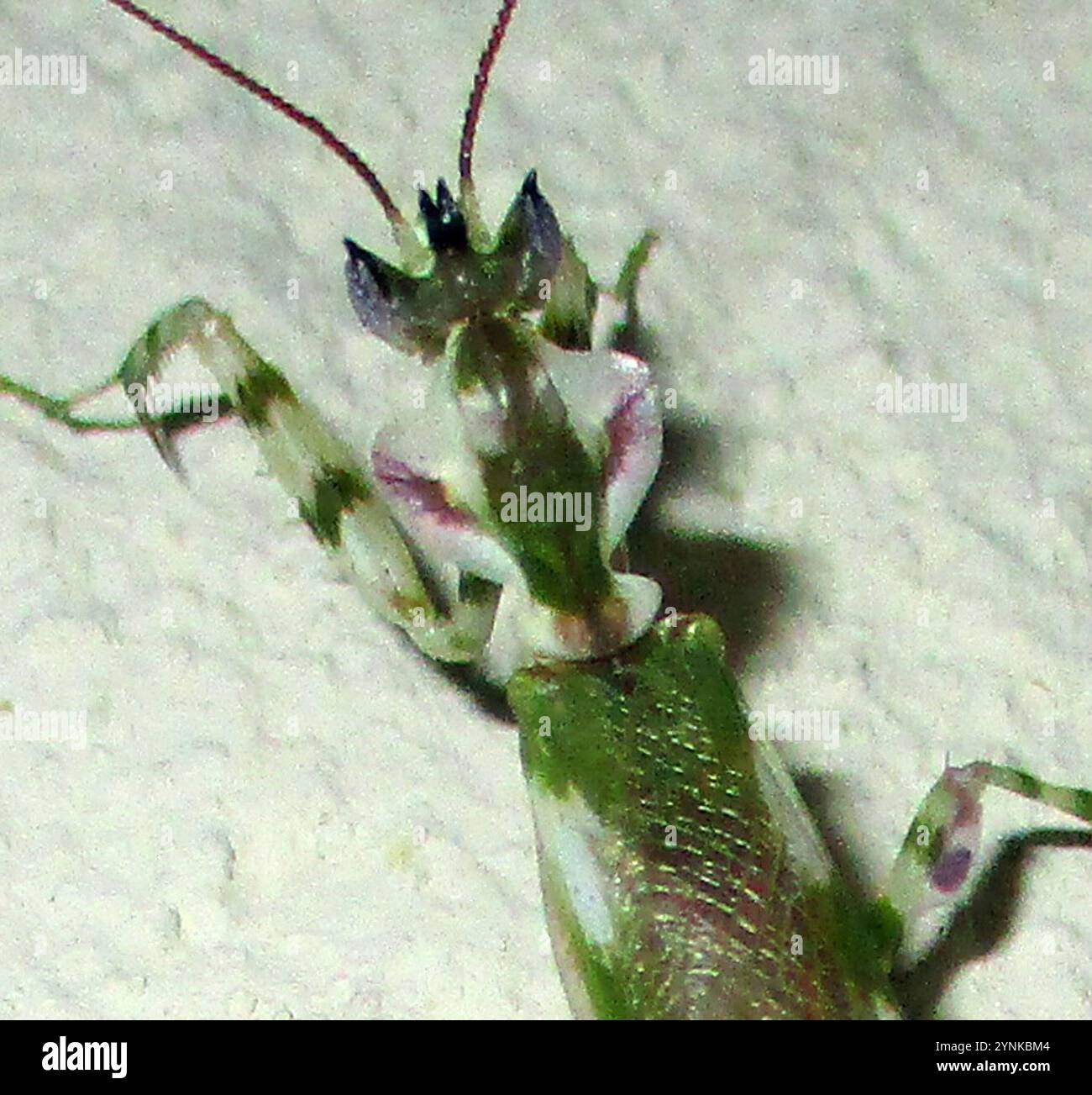 Harpagomantis tricolor hi-res stock photography and images - Alamy