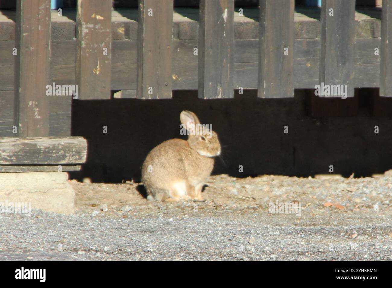 Domestic Rabbit (Oryctolagus cuniculus domesticus Stock Photo - Alamy