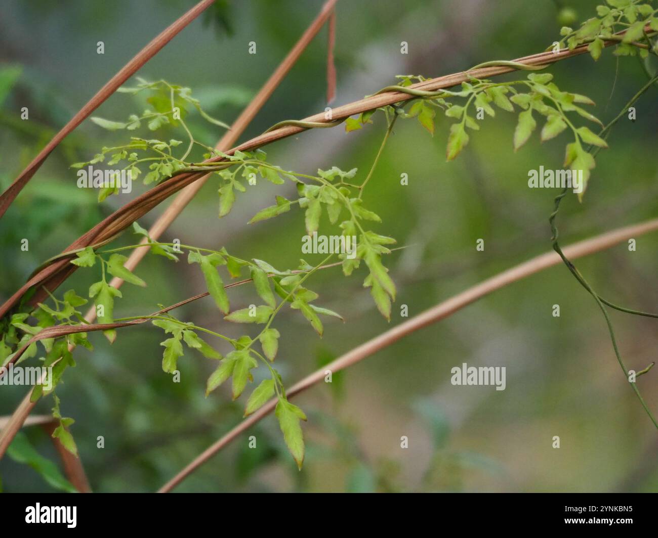 Japanese climbing fern (Lygodium japonicum Stock Photo - Alamy