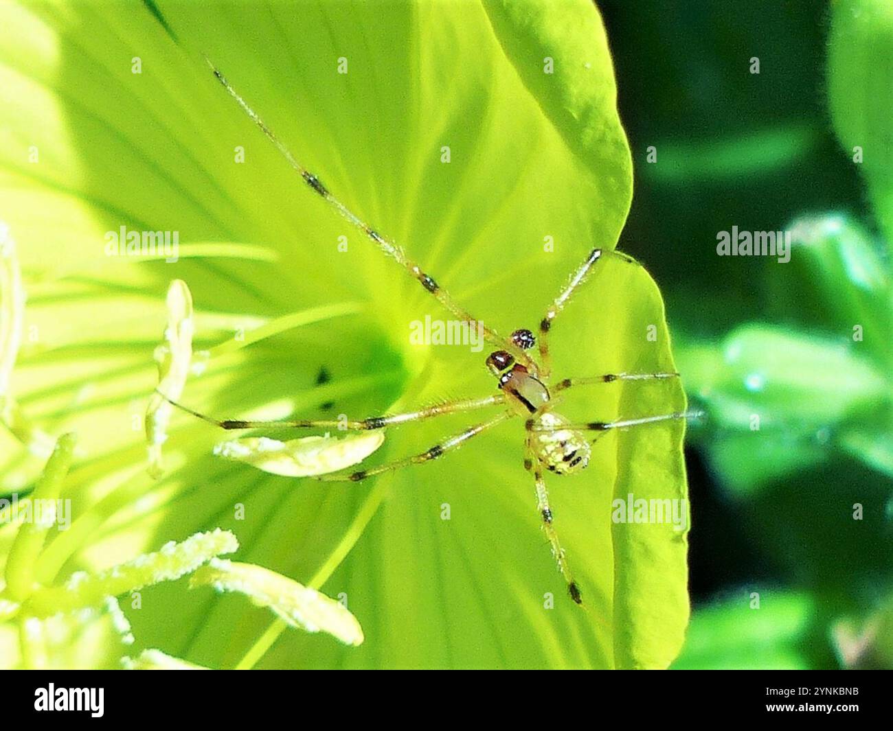 Comb-footed Spiders (Theridiidae Stock Photo - Alamy