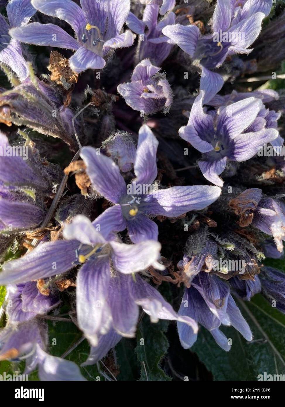 autumn mandrake (Mandragora autumnalis Stock Photo - Alamy