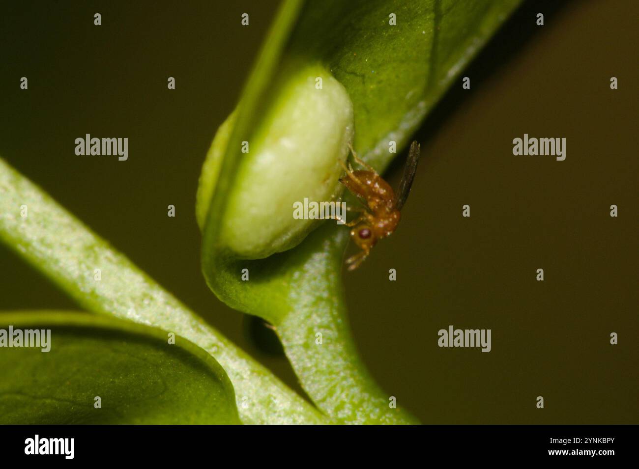 Chalcidoid Wasps (Chalcidoidea Stock Photo - Alamy