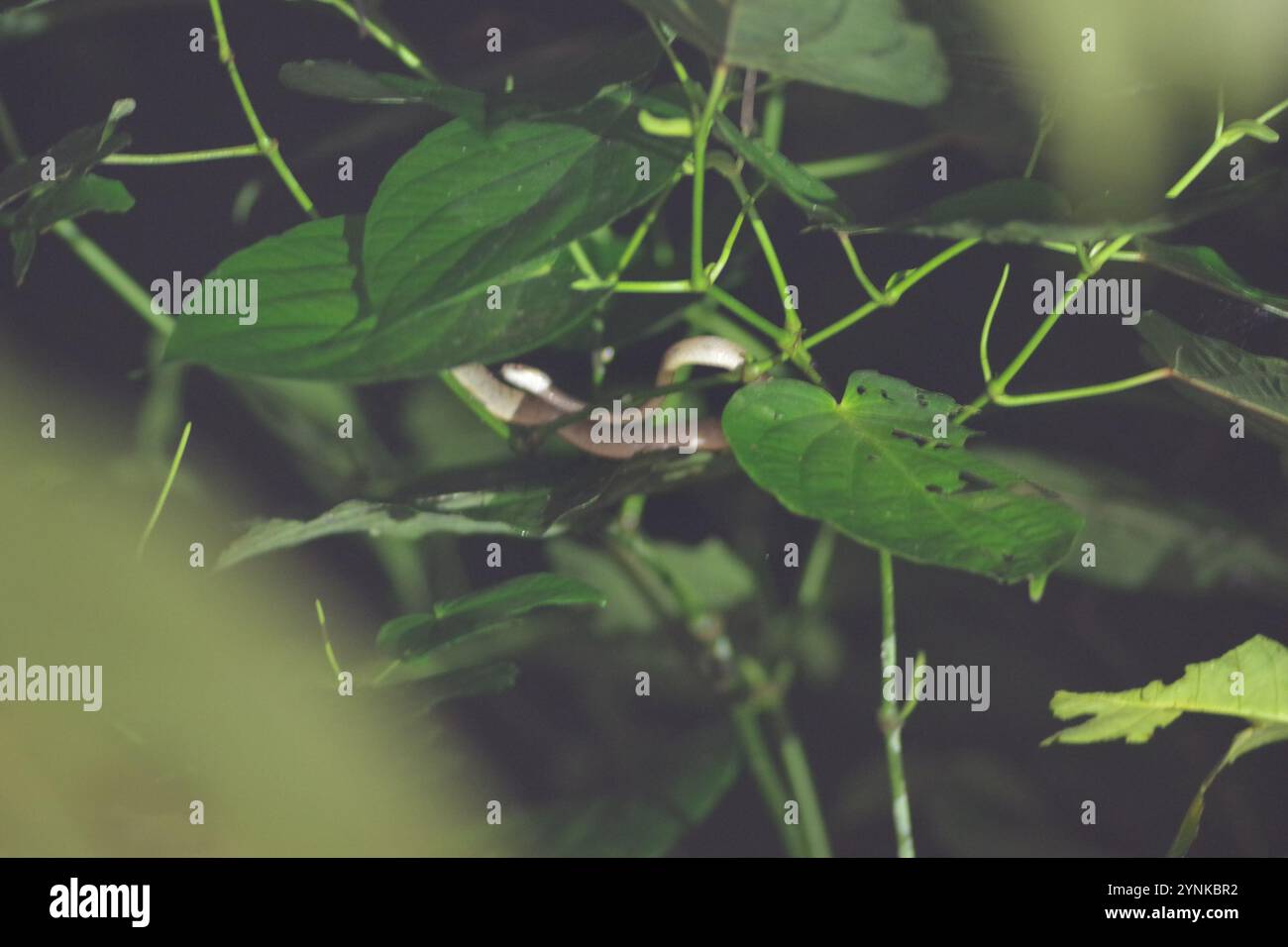 Cat-eyed Snakes (Leptodeira Stock Photo - Alamy