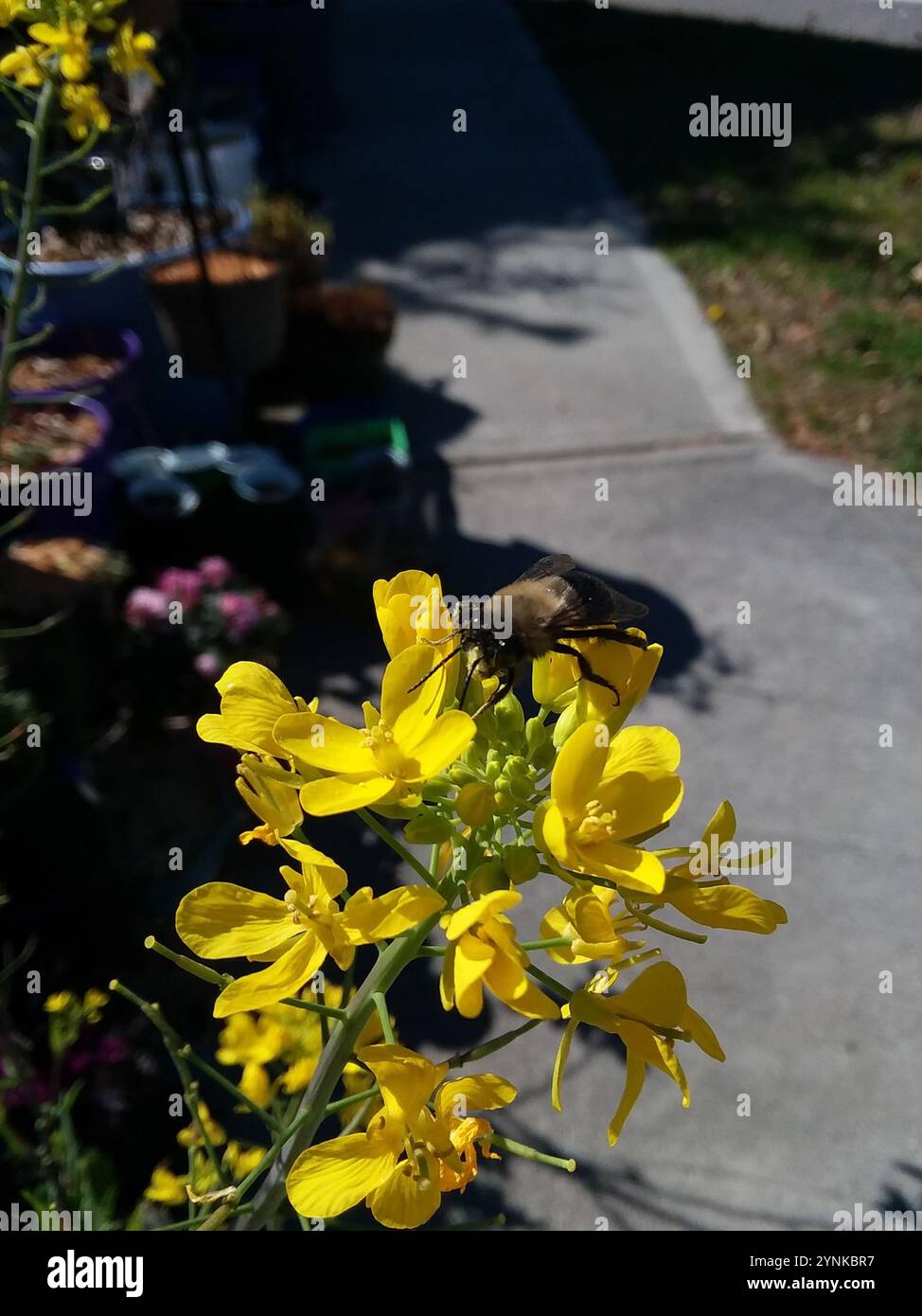 Blueberry Digger Bee (Habropoda laboriosa Stock Photo - Alamy