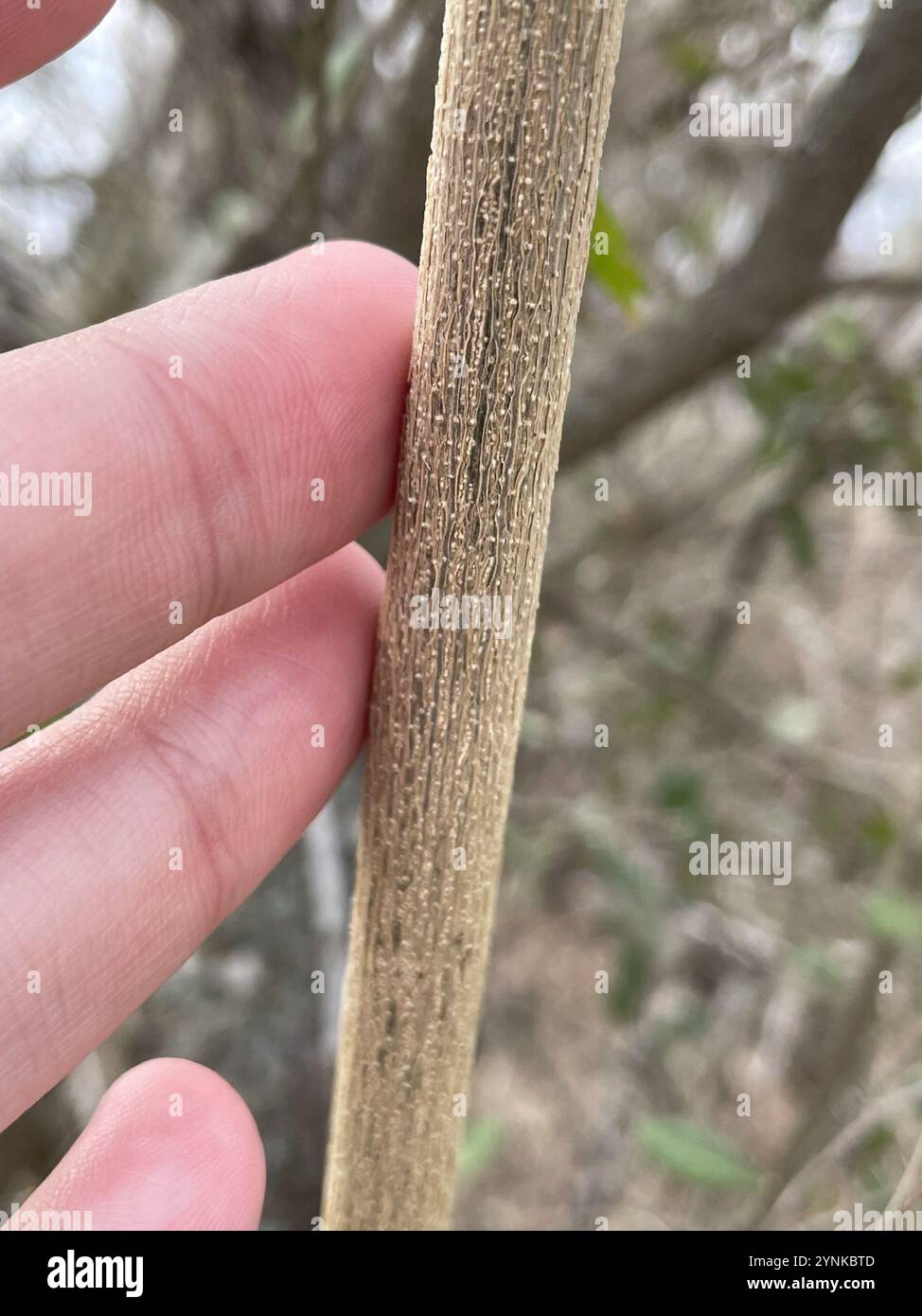 spiny hackberry (Celtis pallida Stock Photo - Alamy