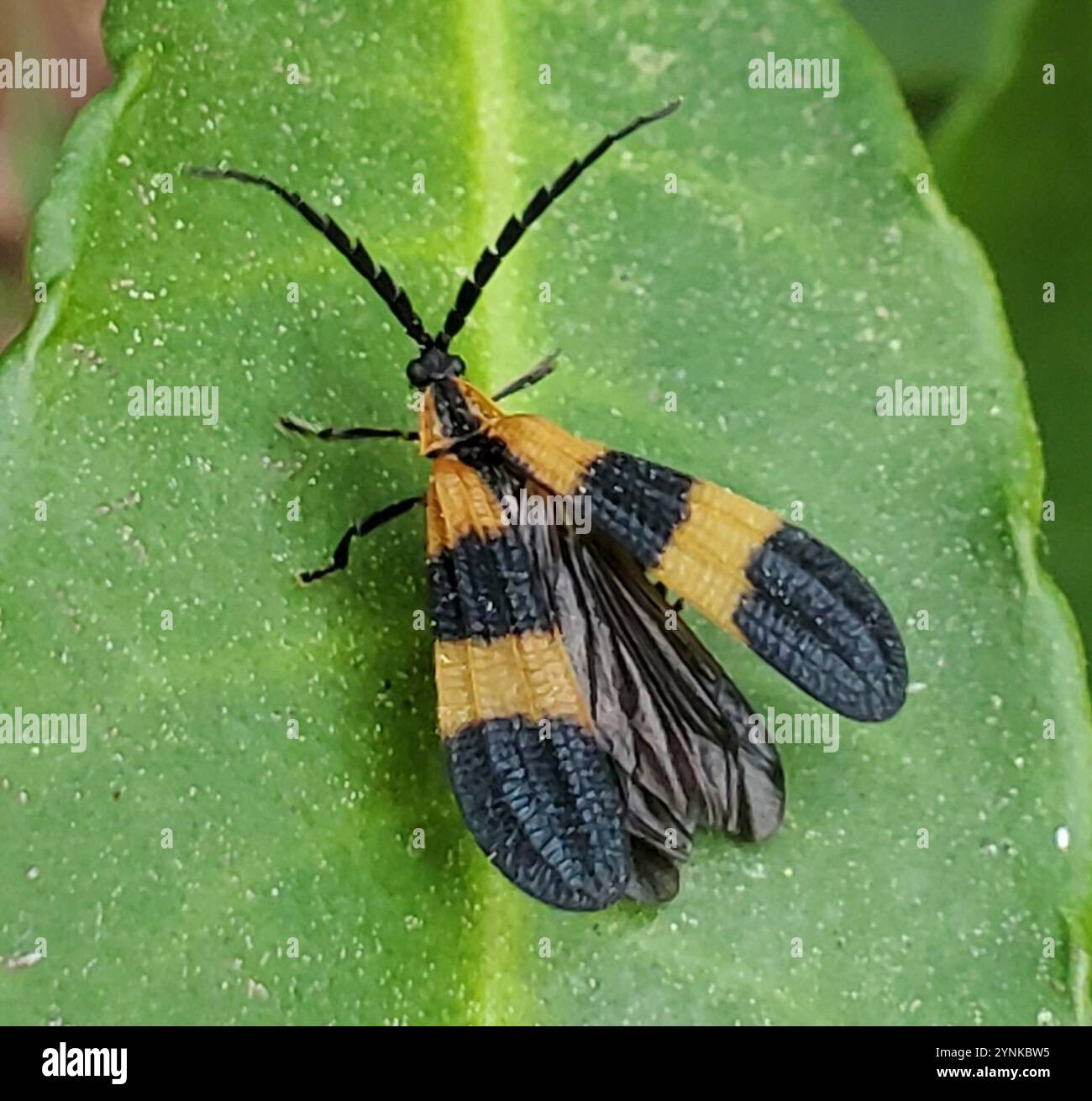 Discrepans hi-res stock photography and images - Alamy