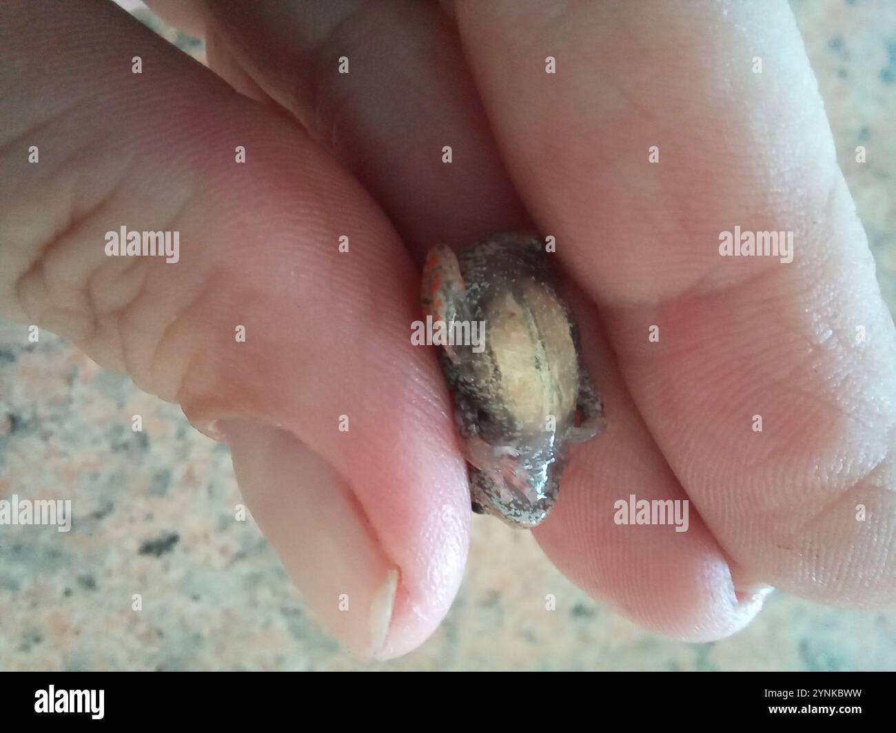 Red-Banded Rubber Frog (Phrynomantis bifasciatus Stock Photo - Alamy