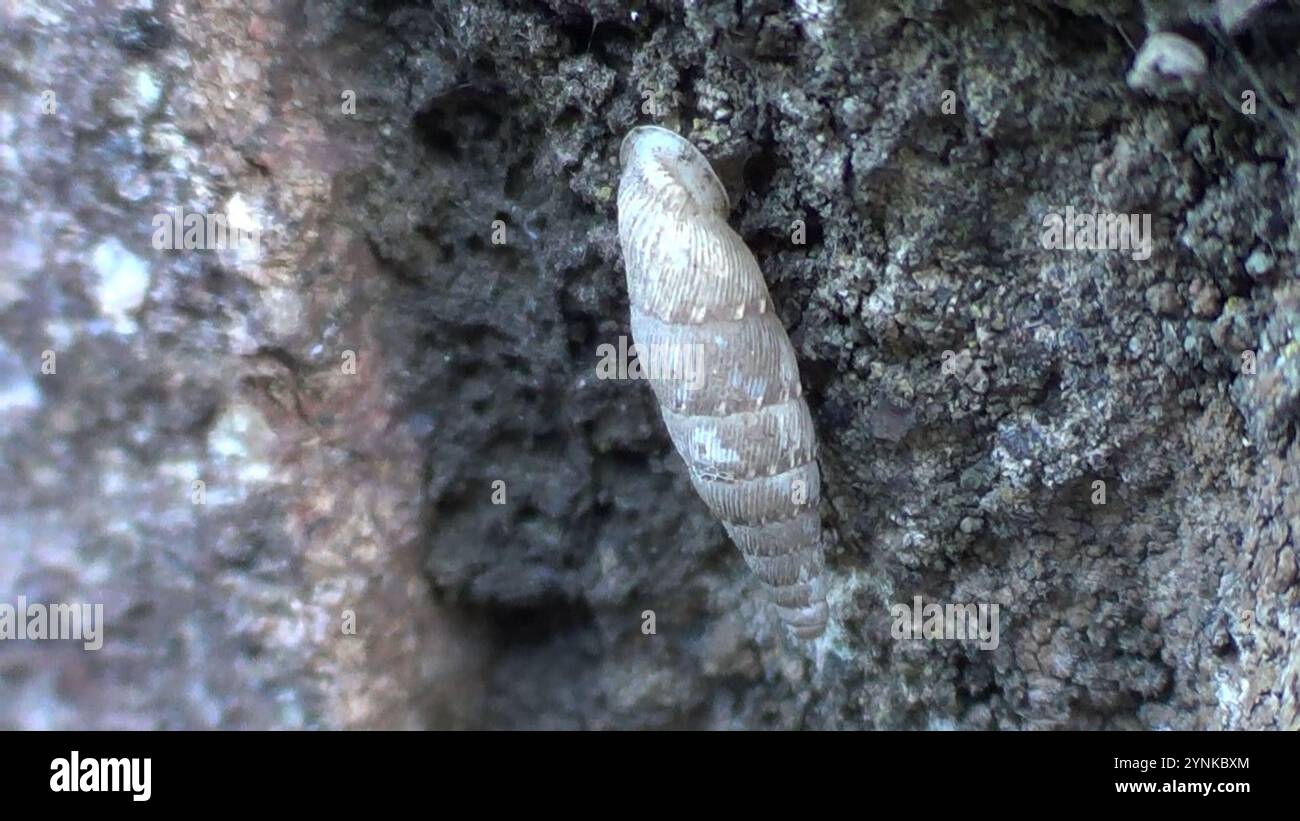 Cliveden Snail (Papillifera papillaris Stock Photo - Alamy