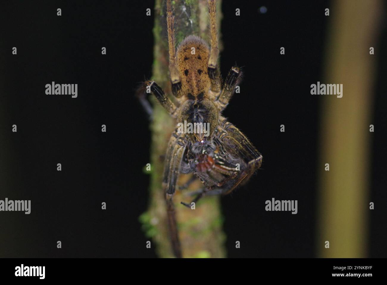 Wandering Spiders (Ctenidae Stock Photo - Alamy