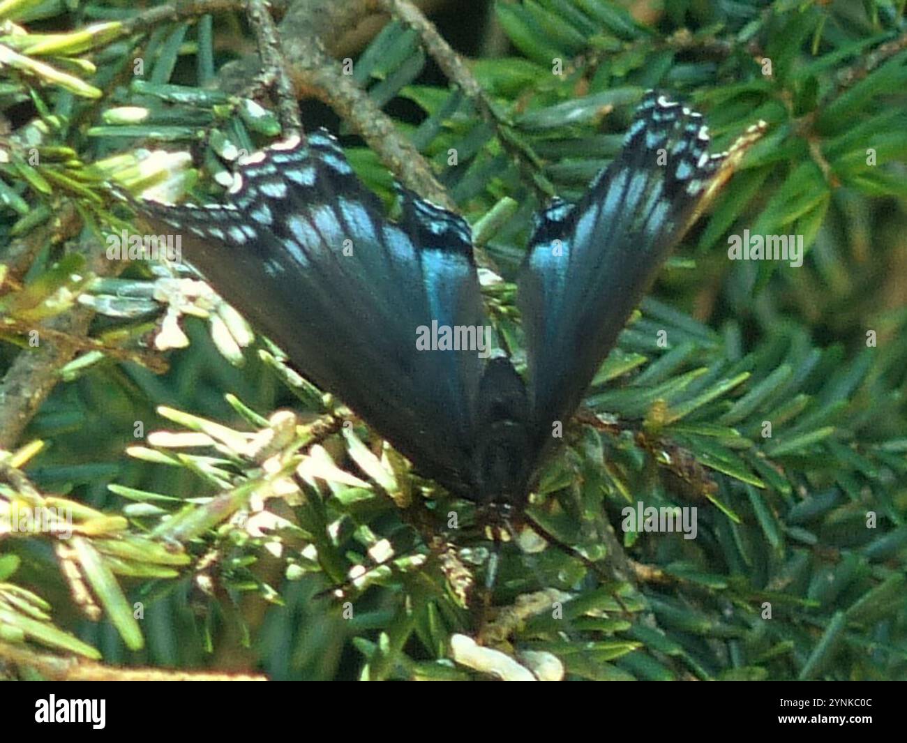 Red-spotted Purple (Limenitis arthemis astyanax Stock Photo - Alamy