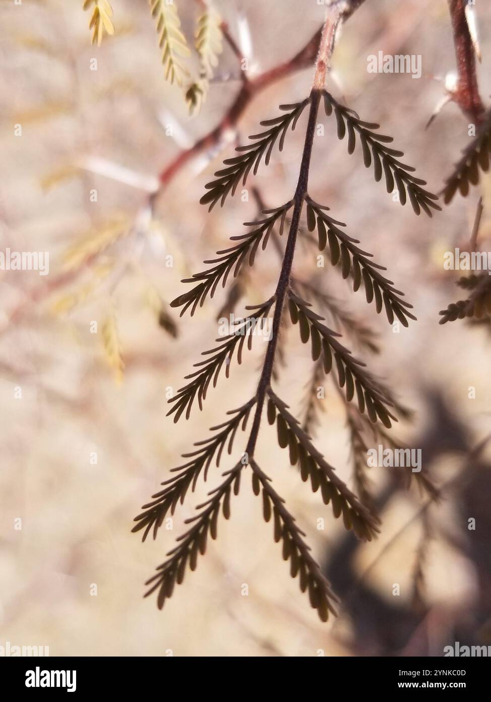 whitethorn acacia (Vachellia constricta Stock Photo - Alamy