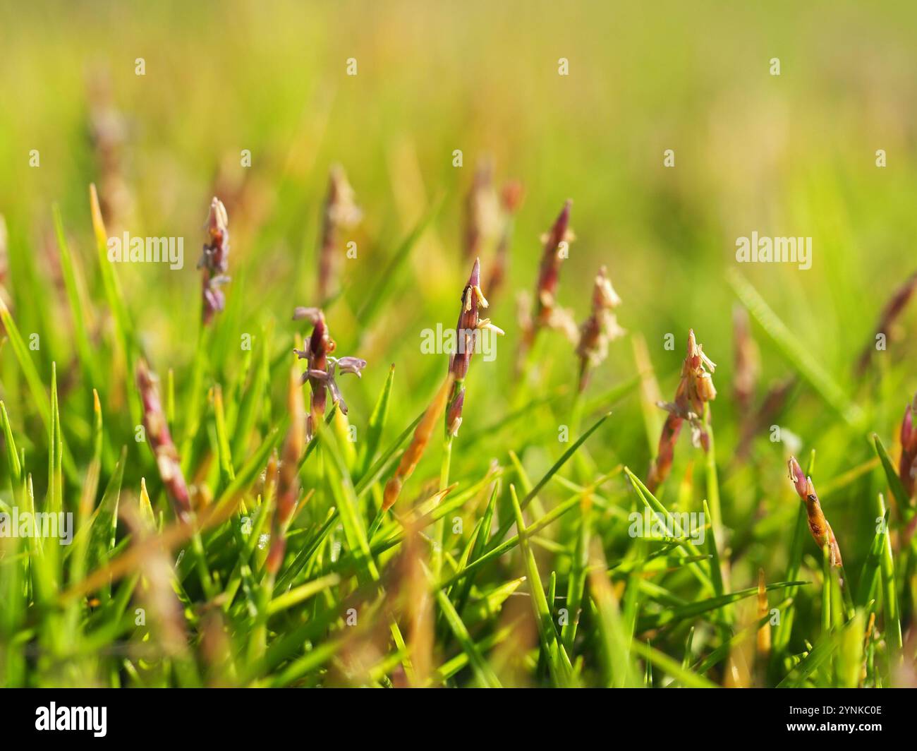 Manila Templegrass (Zoysia pacifica Stock Photo - Alamy