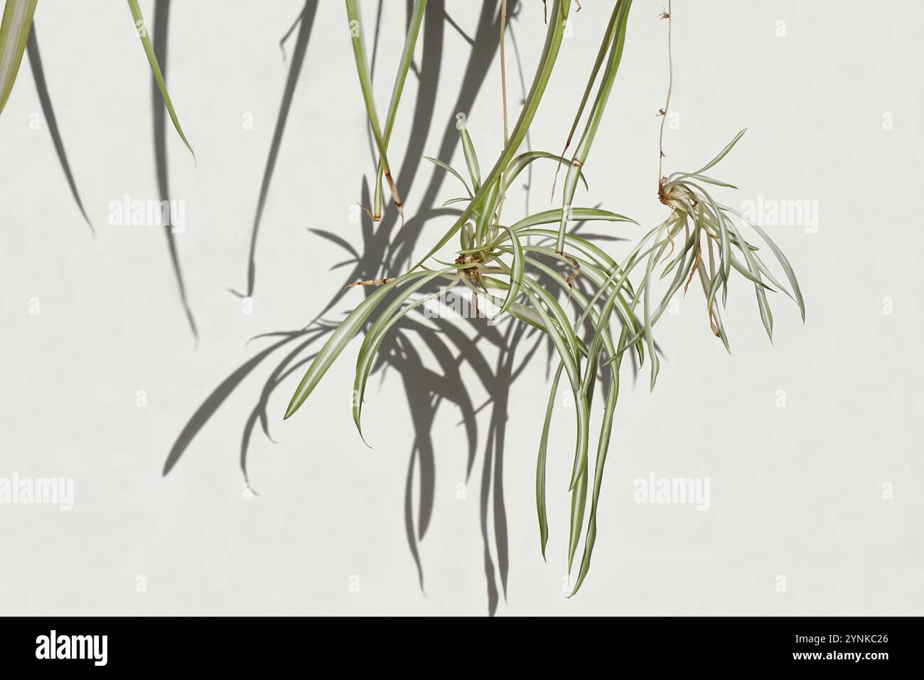 Hanging plantlets with variegated leaves of the Chlorophytum comosum ...