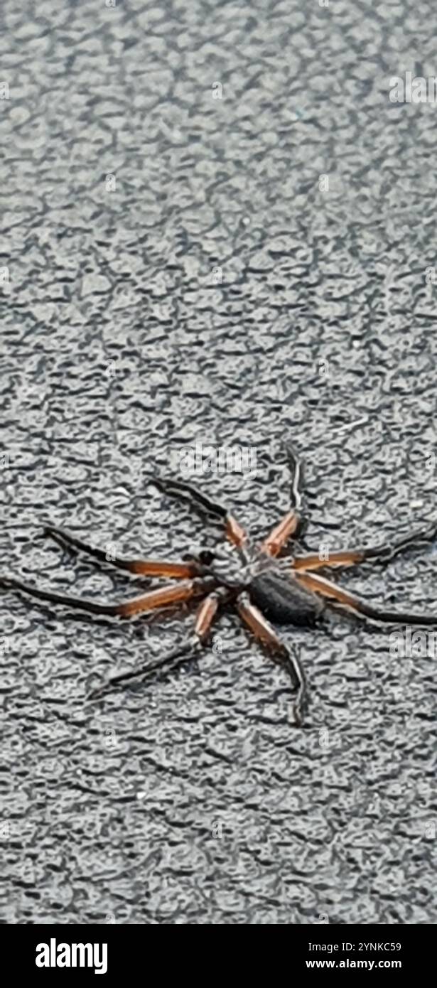Scorpion Flat Spiders (Trachycosmidae Stock Photo - Alamy