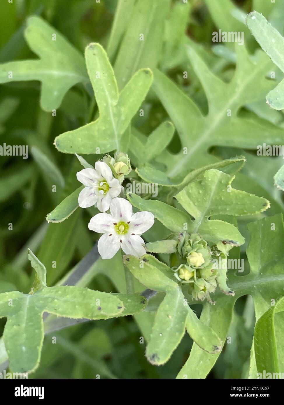 white fiesta flower (Pholistoma membranaceum Stock Photo - Alamy