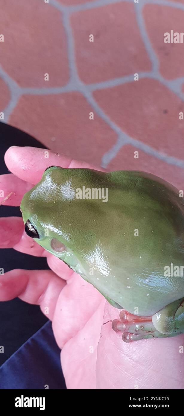 Australian Green Tree Frog (Ranoidea caerulea Stock Photo - Alamy