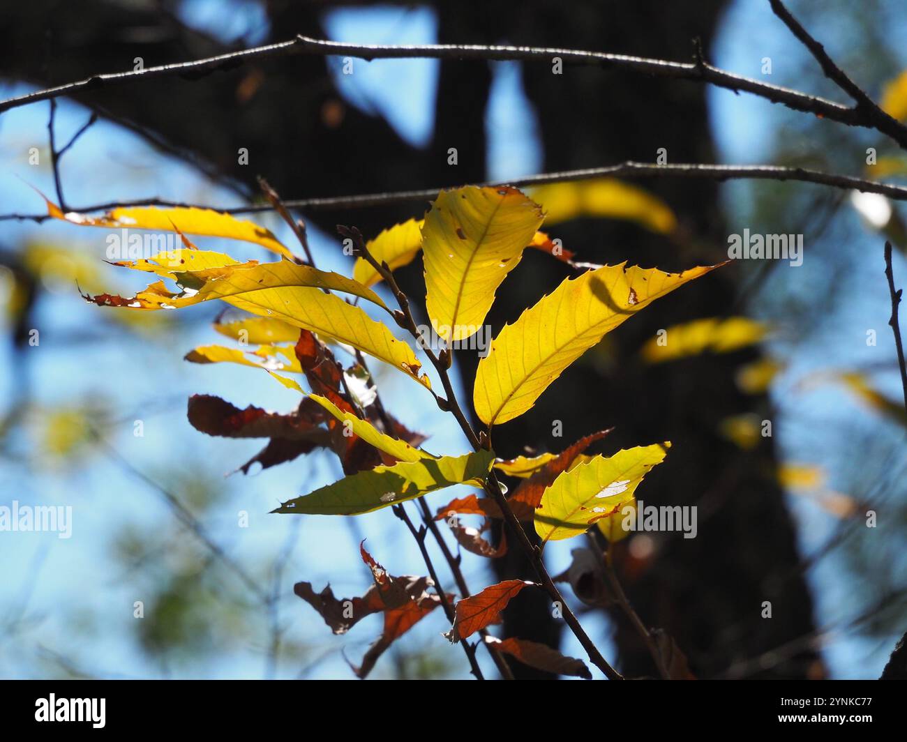 Chinese cork oak (Quercus variabilis Stock Photo - Alamy