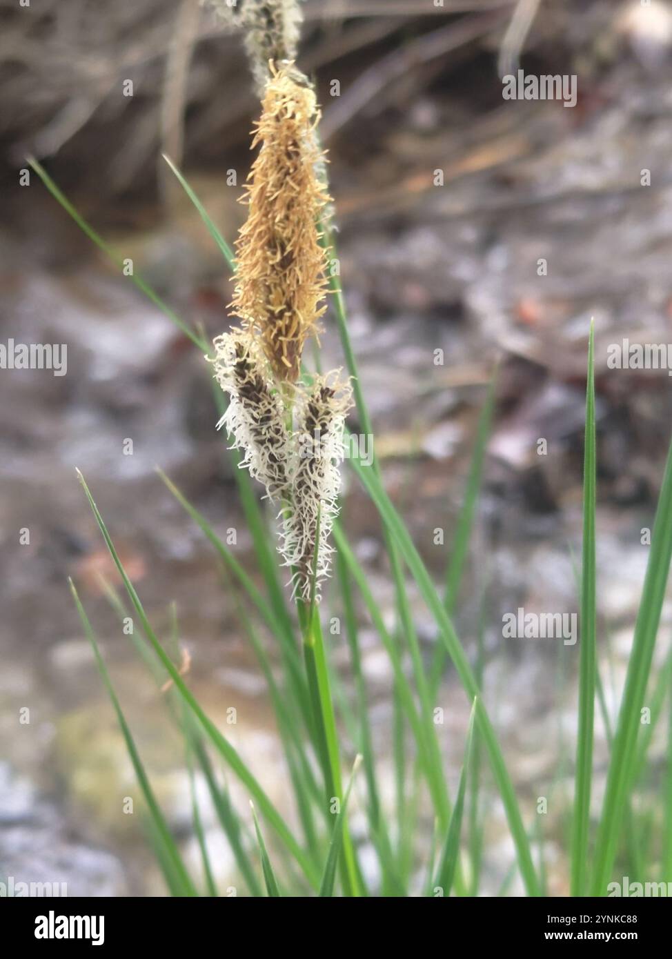 true sedges (Carex Stock Photo - Alamy